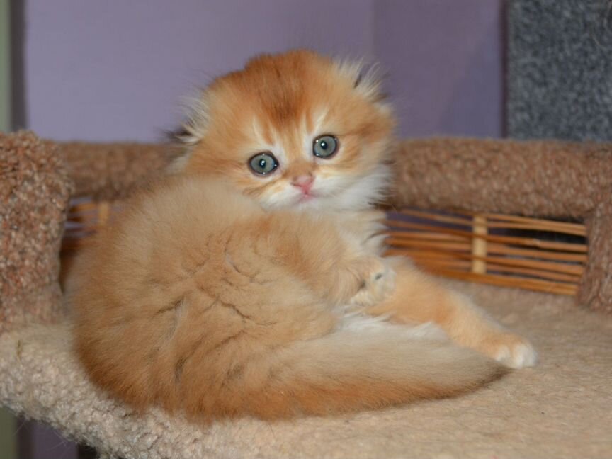 Кошка солнце