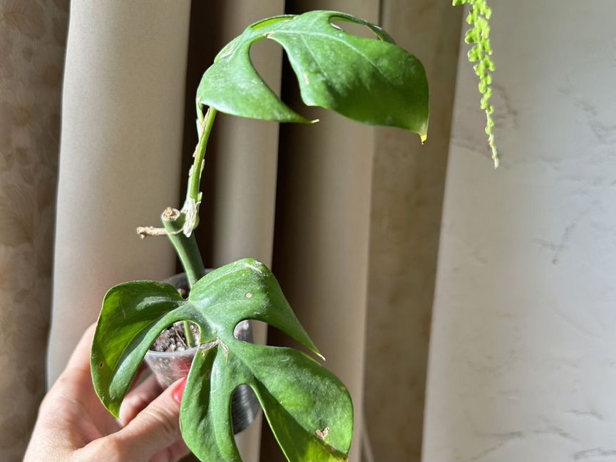 Рафидофора тетрасперма