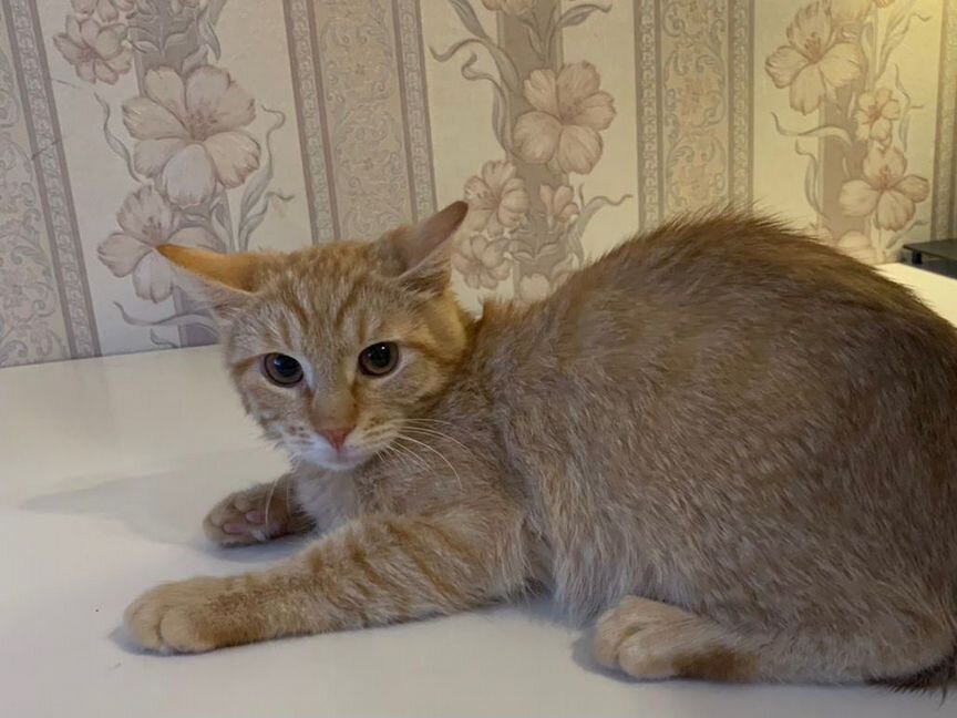 Очень ласковый котенок