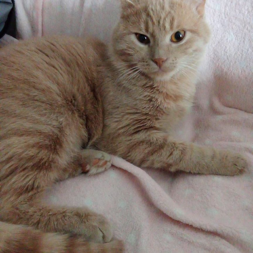 Кошек хотят усыпить