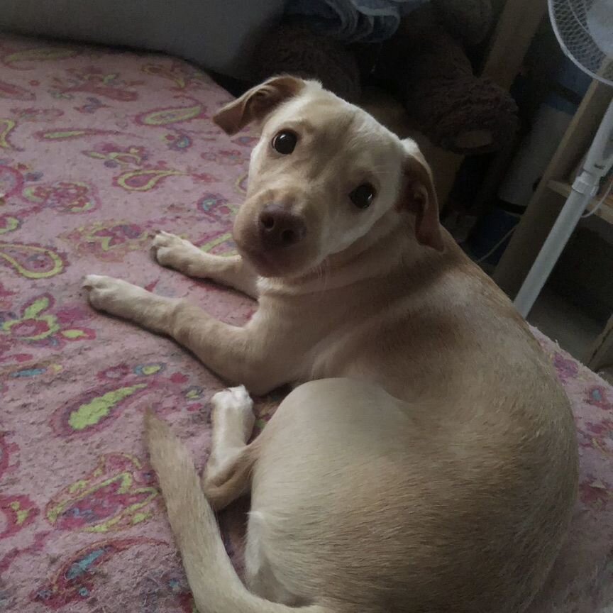 Собака в добрые руки