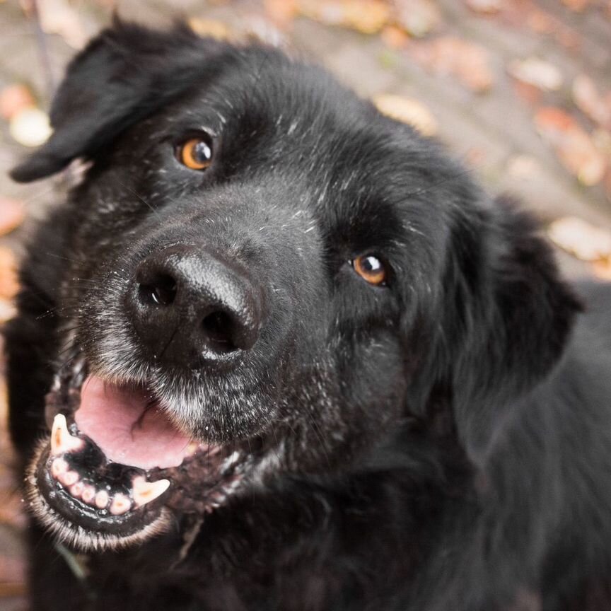 Взрослый пёс в добрые руки