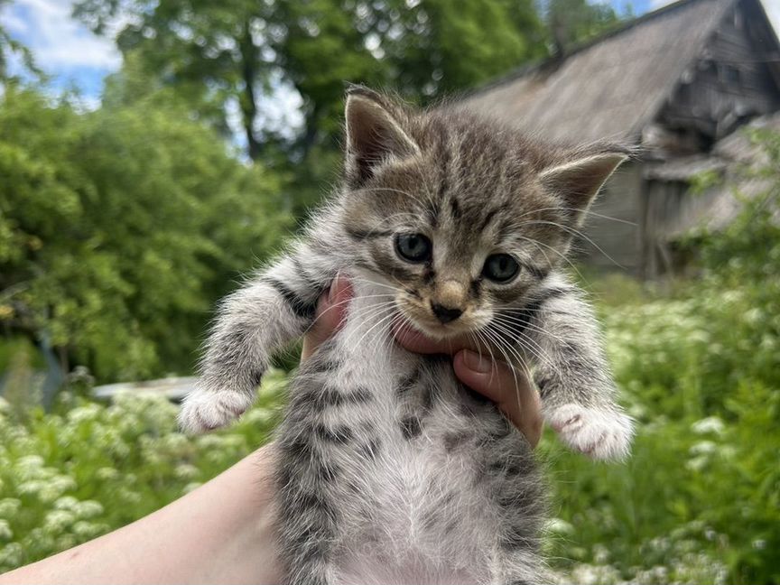 Котик в добрые руки бесплатно