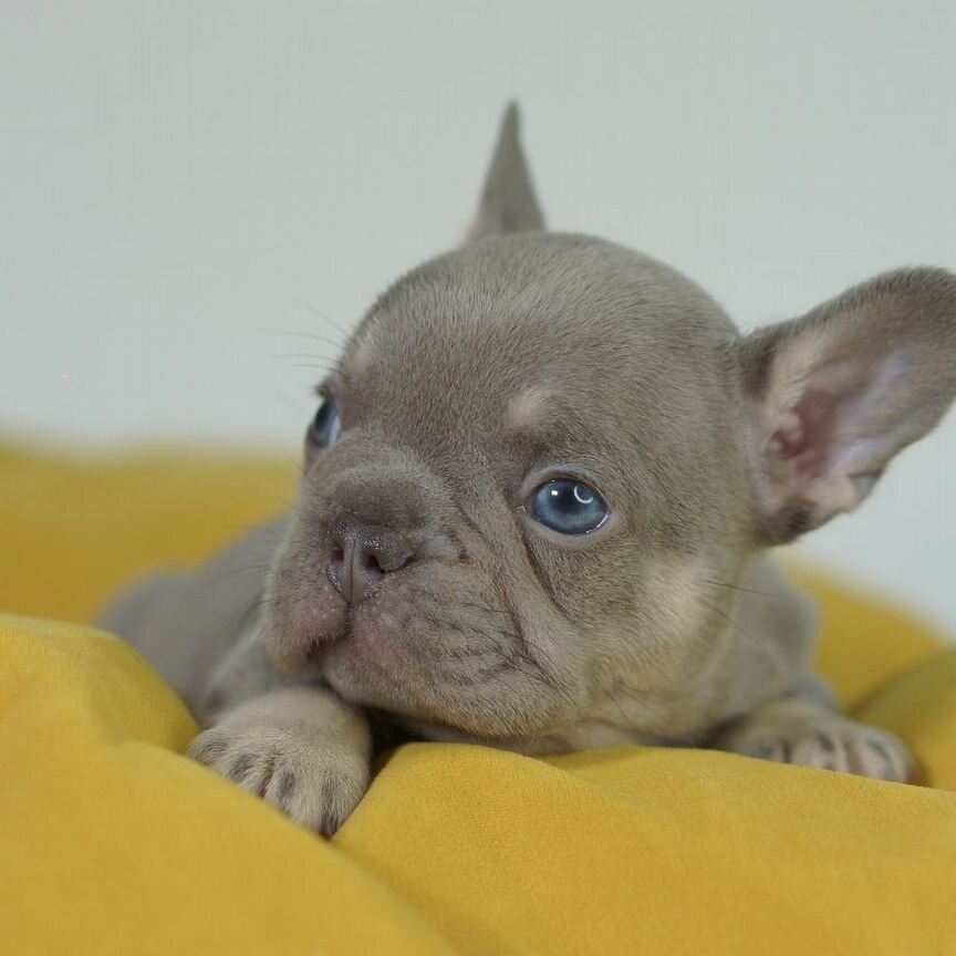 Французский бульдог щенки