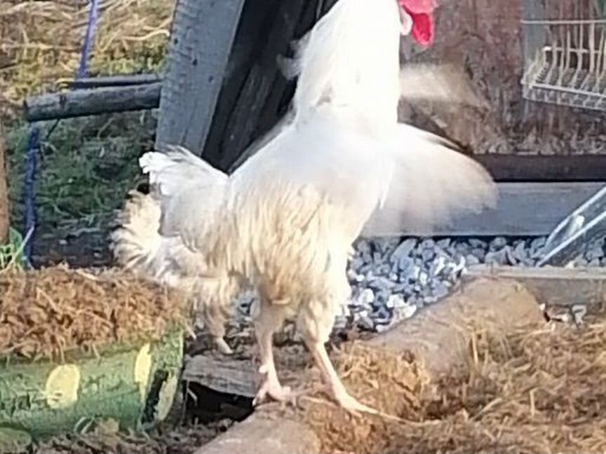 Петух порода Леггорн