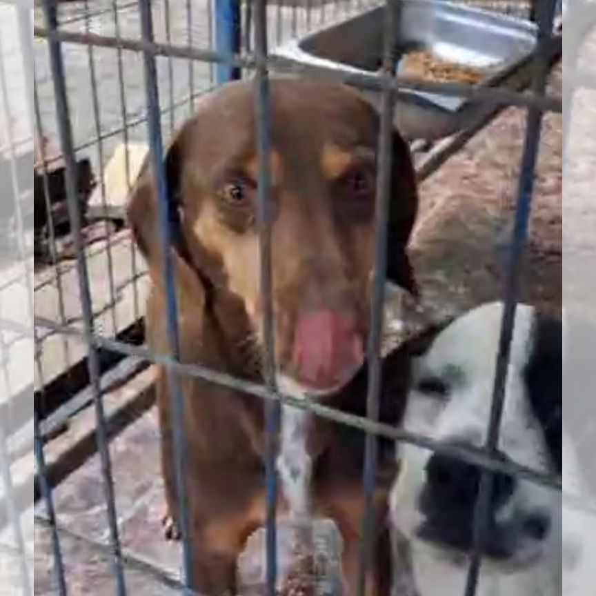 Щенок в добрые руки