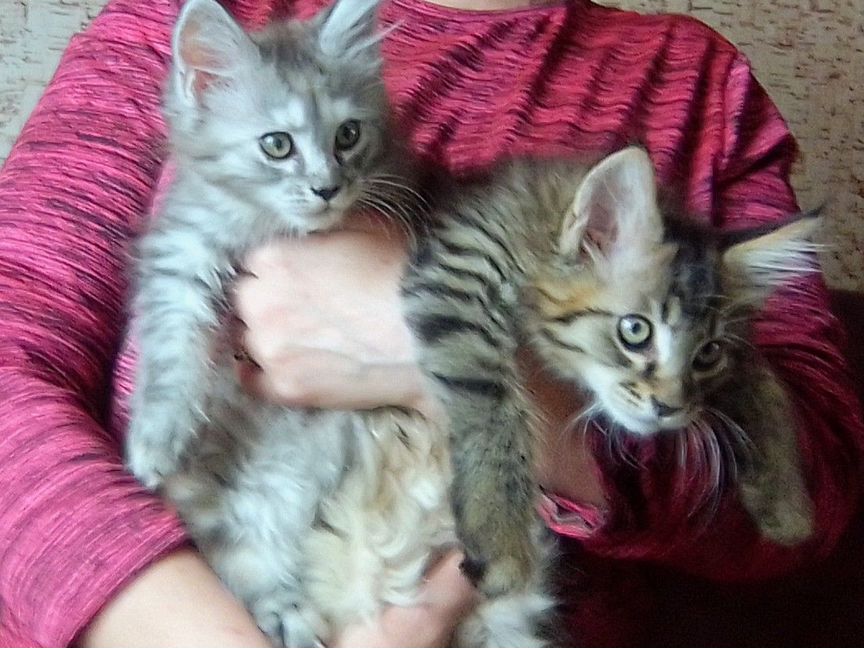 Котята мейн кун