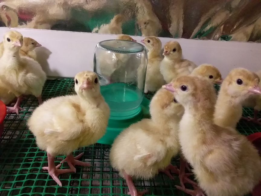 Индюшата хайбрид конвертер Канада