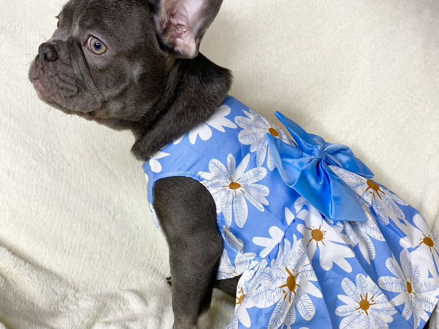 Французский бульдог лиловая девочка