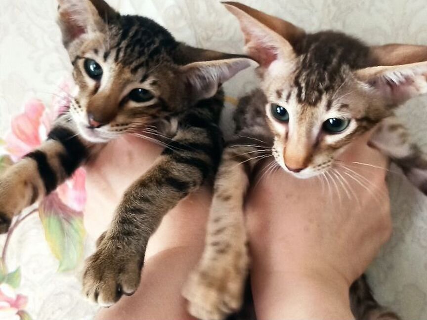 Чистокровные ориентальные котята