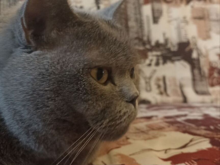 Отдам плюшевого кота (шотландец или британец)