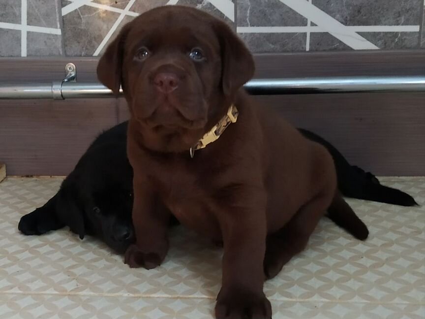 Щенки лабрадора