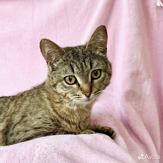 Хома - кот, который делает погоду в доме В дар