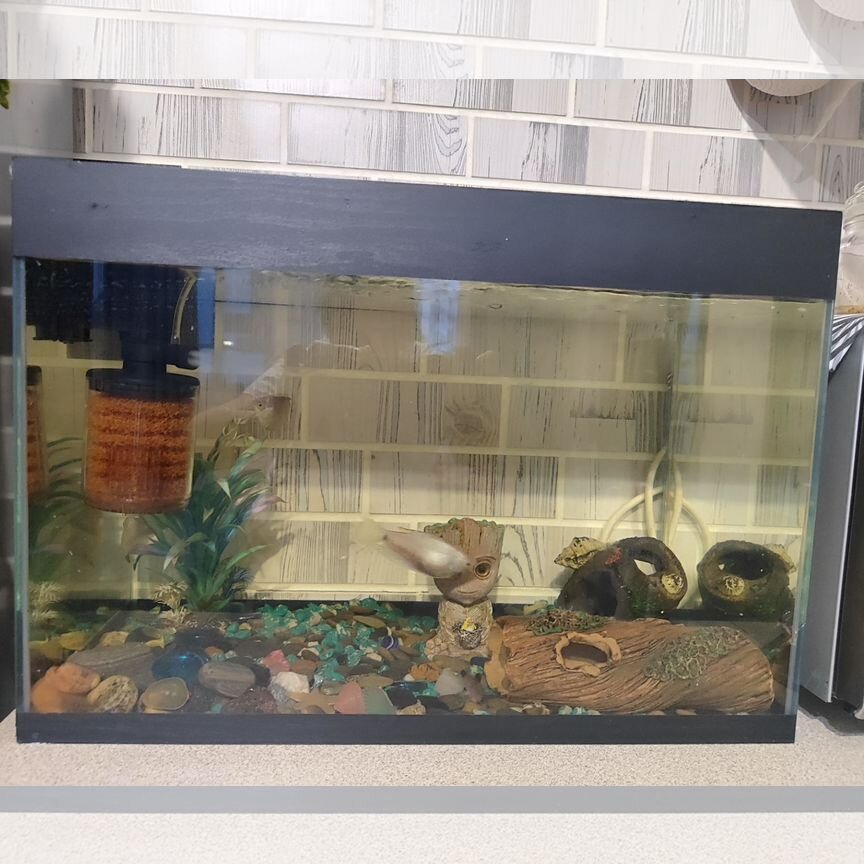 Аквариум с рыбками