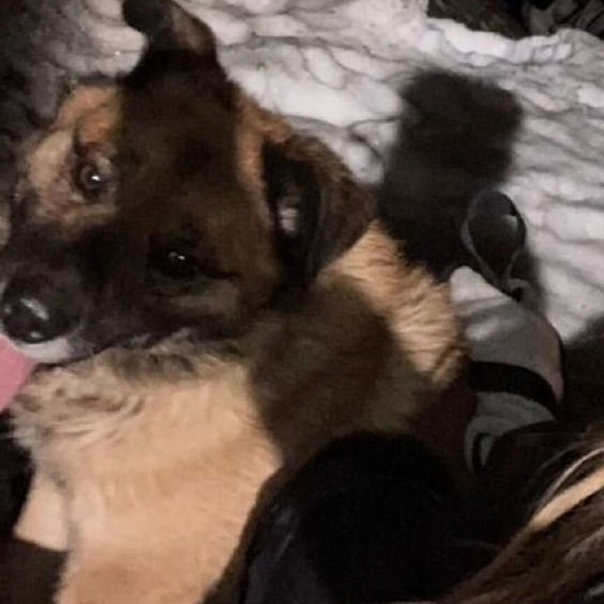 Взрослая собака в добрые руки