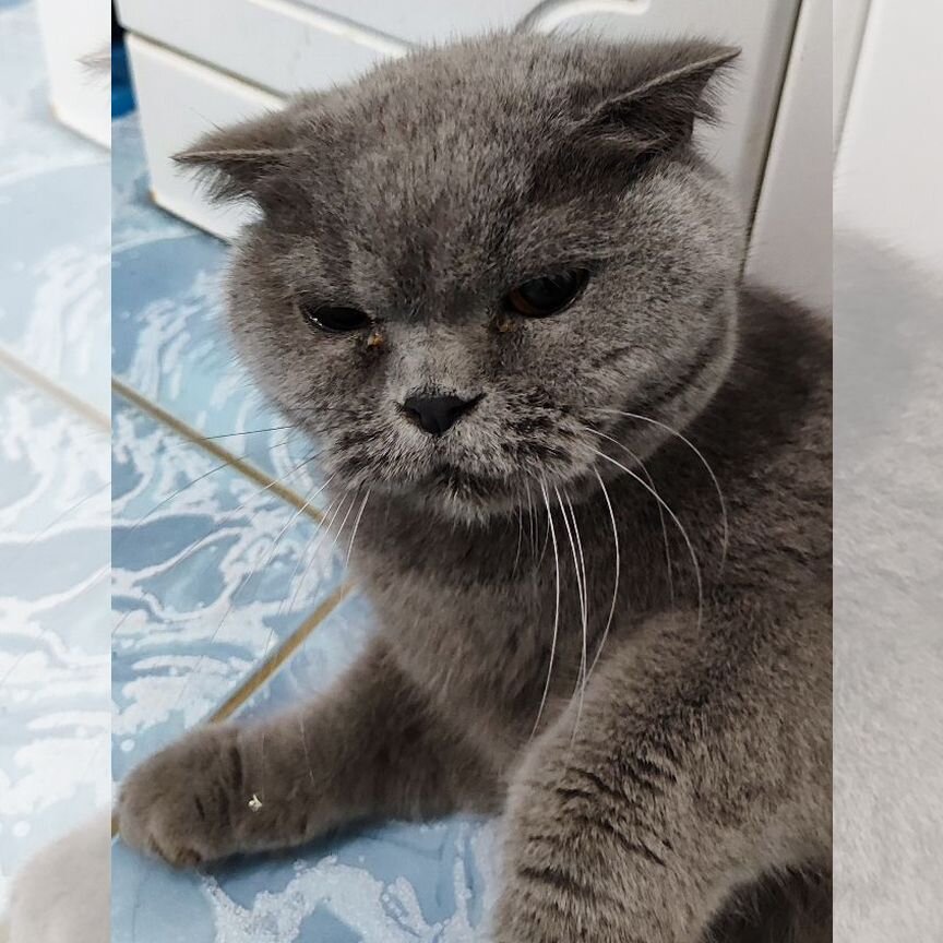 Кошка британка