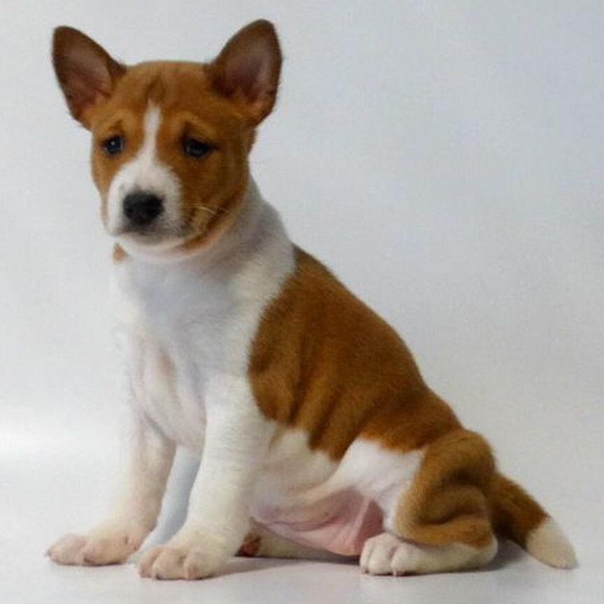 Басенджи, щенок