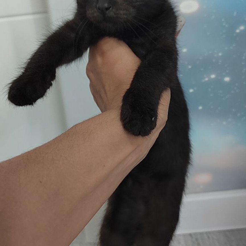 Отдам котенка в добрые руки