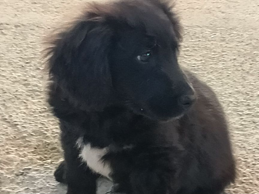 Собака в добрые руки щенок мальчик