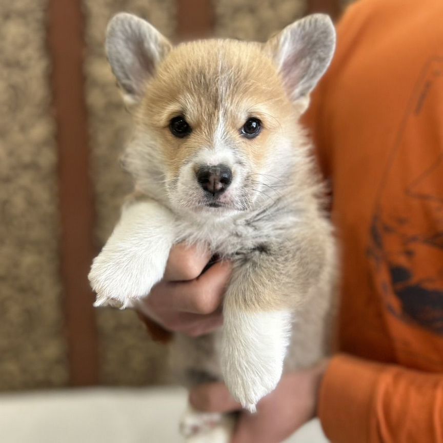 Вельш Корги Пемброк, щенок