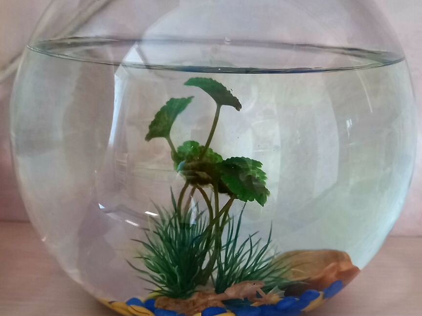 Лягушка гименохирус с аквариумным комплектом