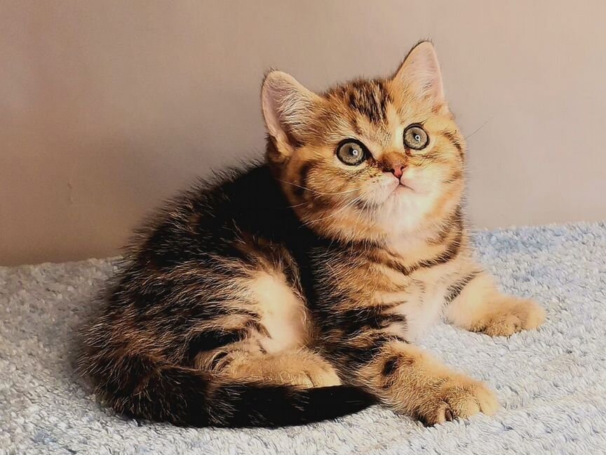 Британские котята