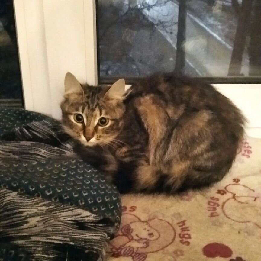 Котенок в добрые руки