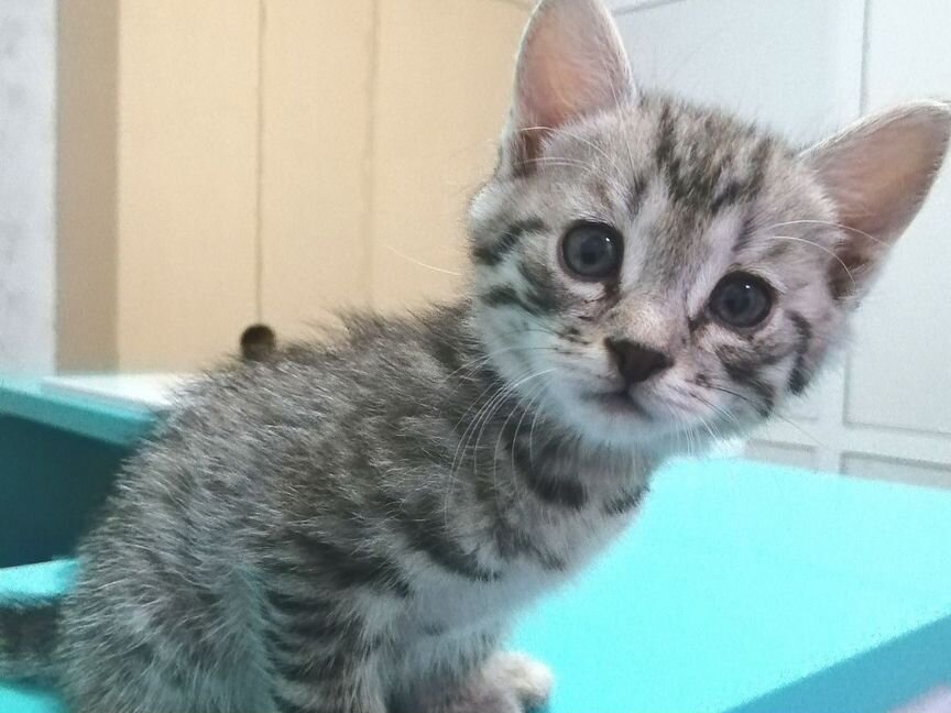 Не меня ли ищете