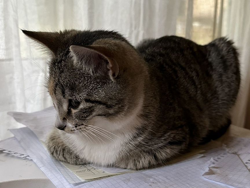 Серая кошечка