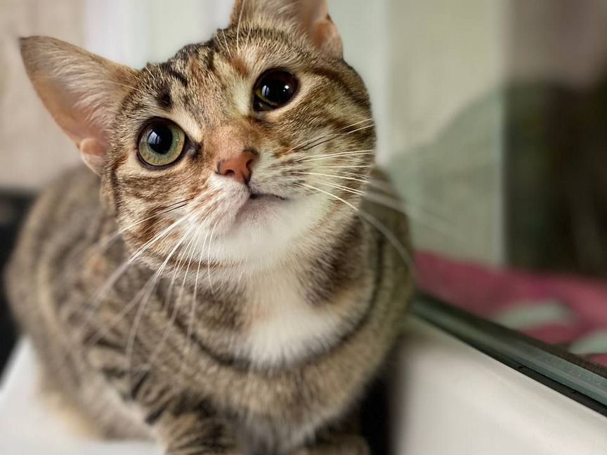 Полуслепая кошка в добрые руки бесплатно