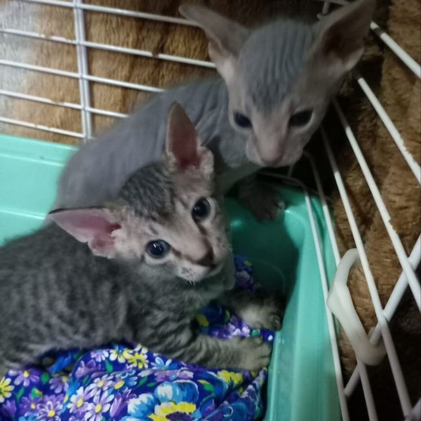 Продам котят.Браш.Девочка и мальчик.3 тыс каждый