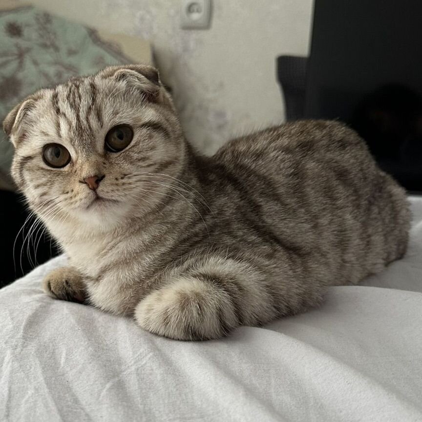 Шотландская вислоухая короткошёрстная кошка, взрослая