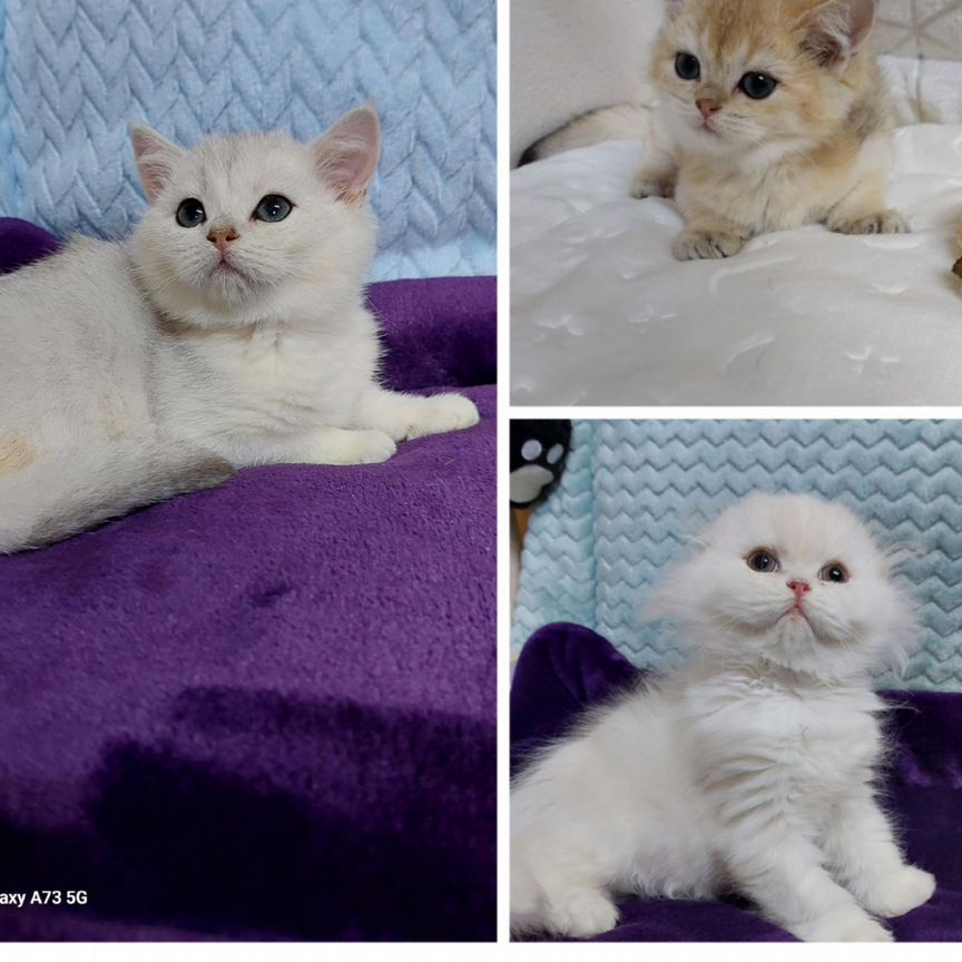 Котята золотая шиншилла