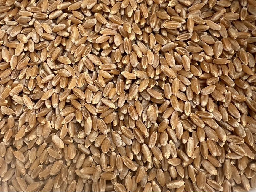 Пшеница твердая