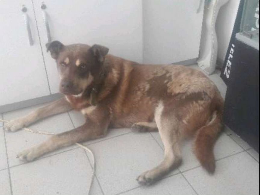 Собака в добрые руки отдам бесплатно