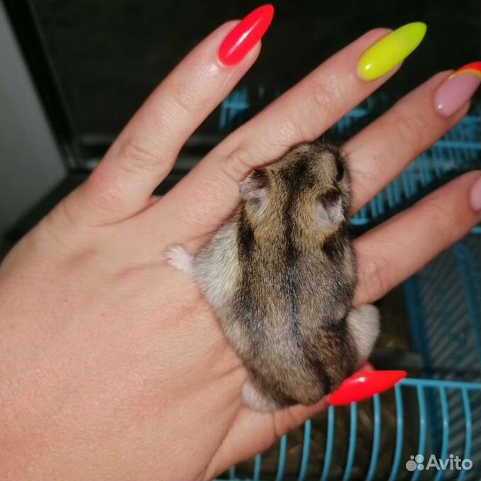 Джунгарские хомячки