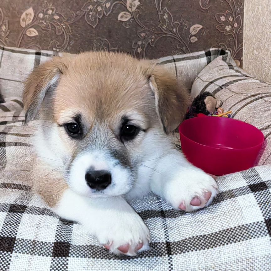 Щенки вельш-корги пемброк