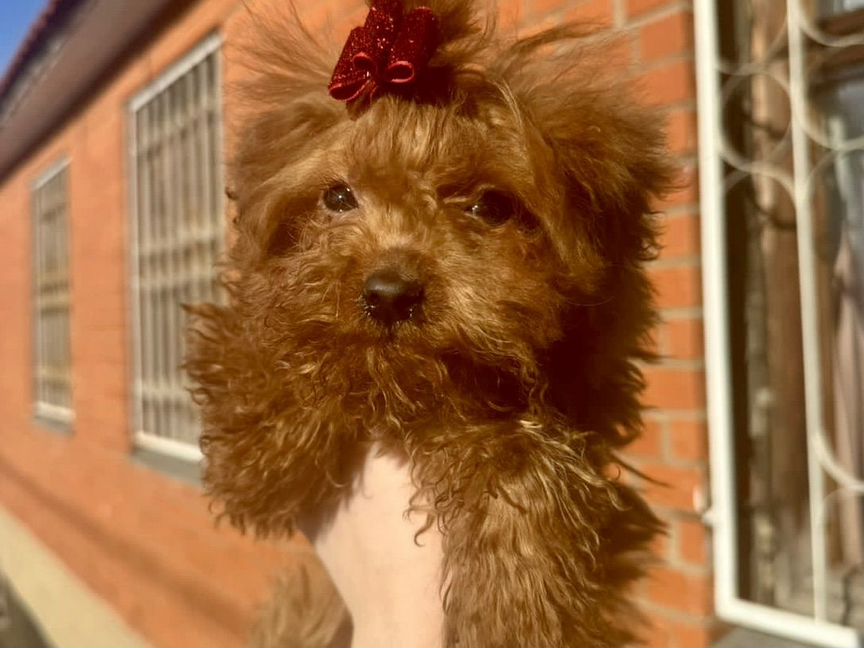 Тедди пудель тикап Китай