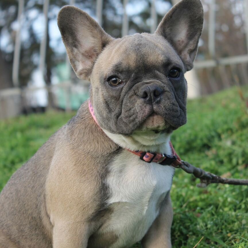 Французский бульдог, щенок