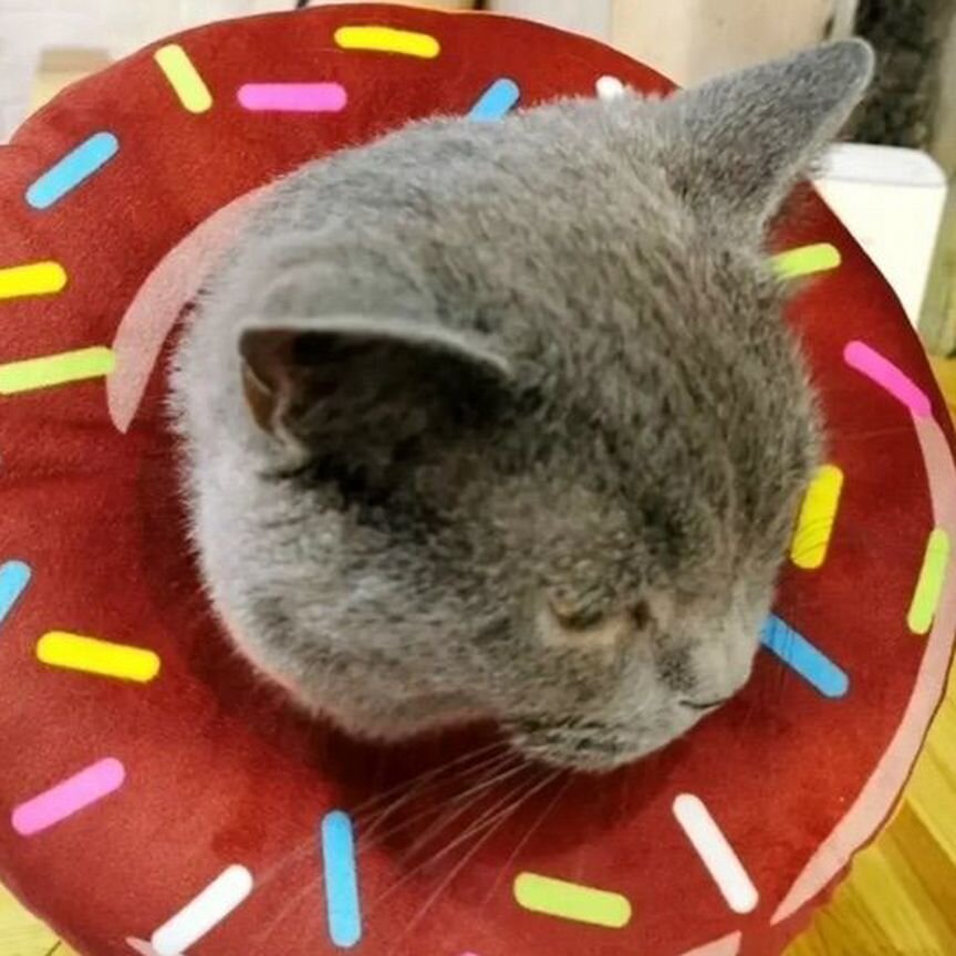 Воротник для кошек
