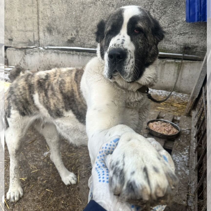 Среднеазиатская овчарка, взрослая собака