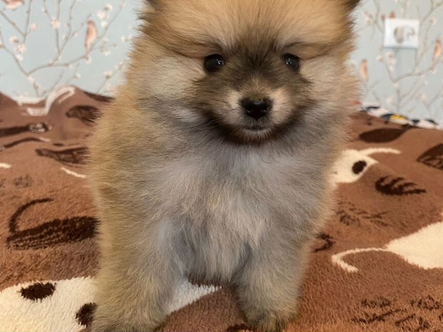 Померанский шпиц