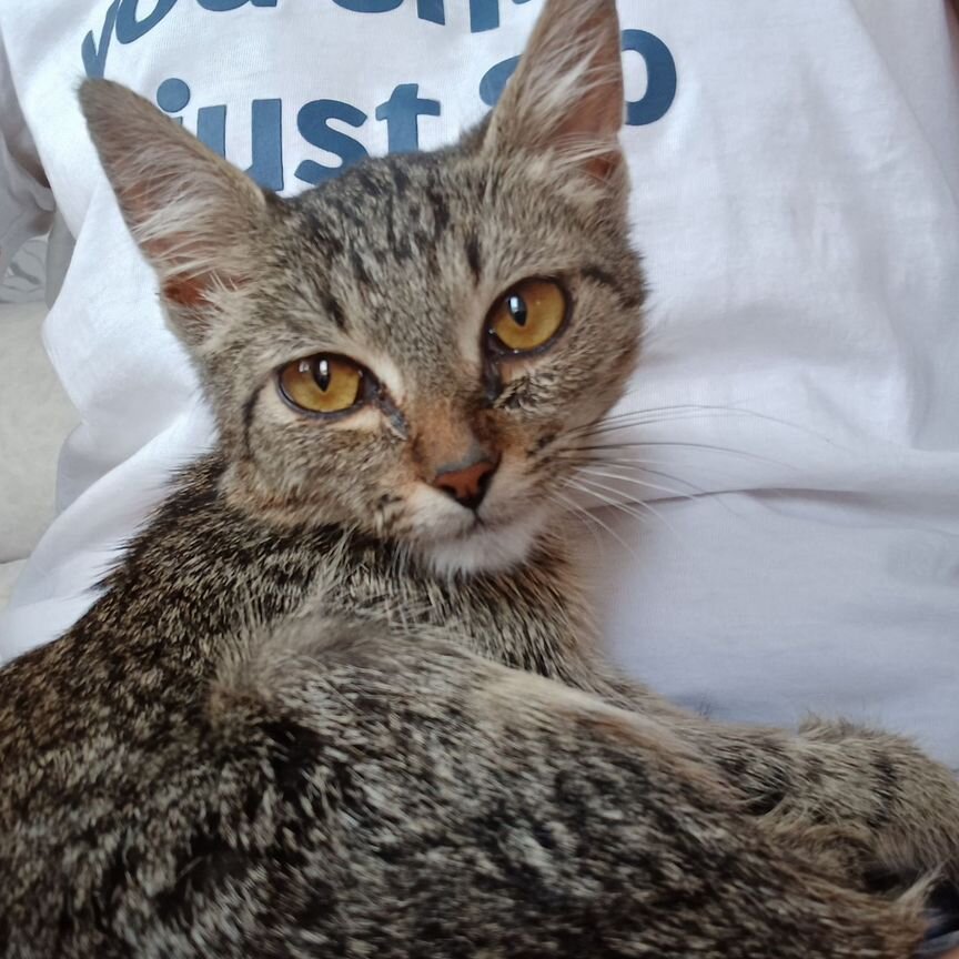 Ласкущий котик 3 мес в добрые руки