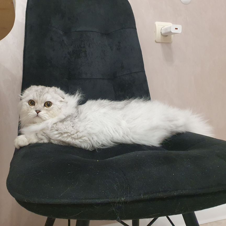 Шотландский вислоухий длинношёрстный котёнок