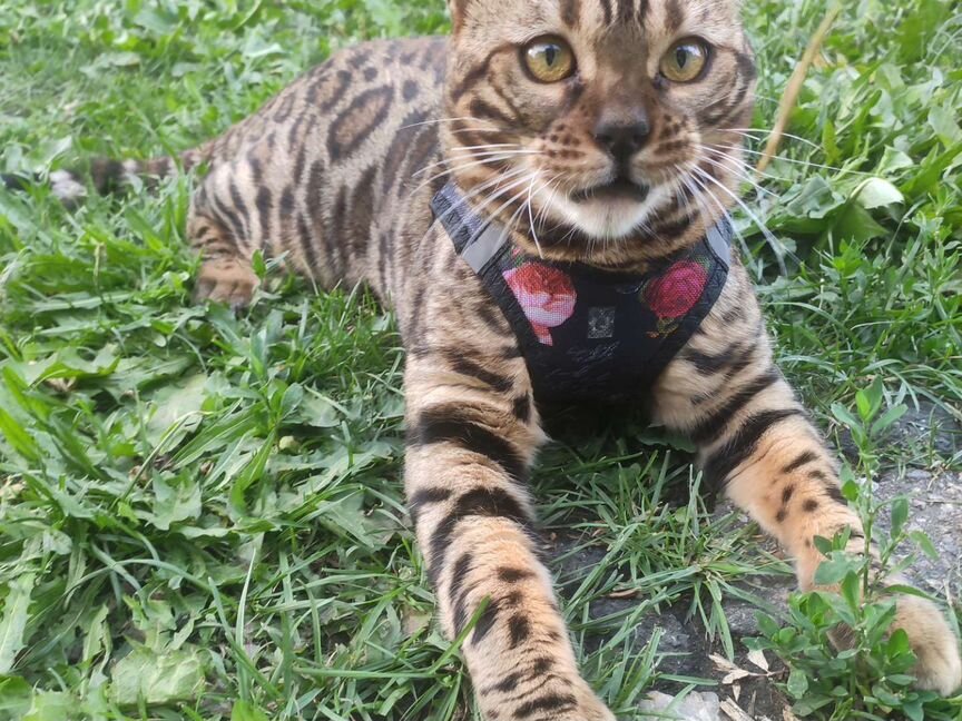 Бенгальские котята