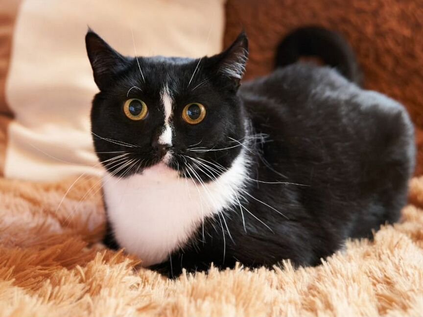 Котику некуда пойти