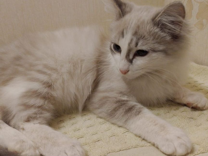Котенок