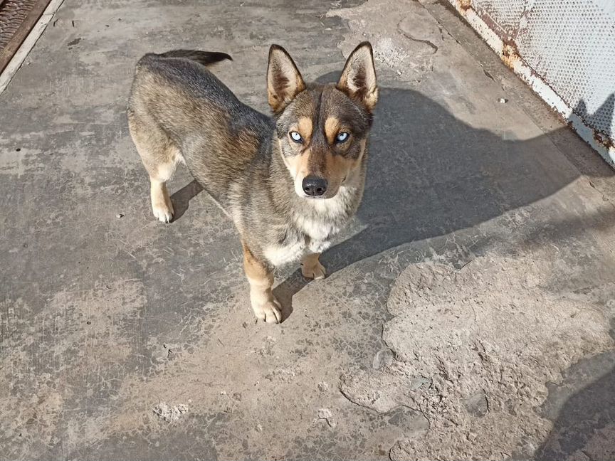 Лайка+Хаски