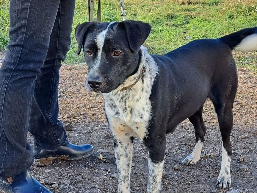 Отдам собаку Баста в добрые руки