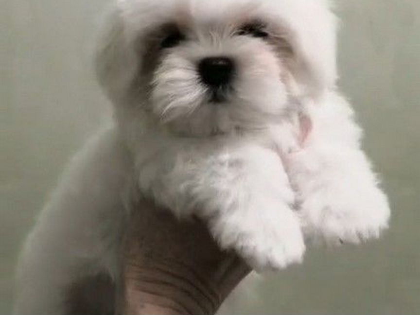 Щенки мальтезе